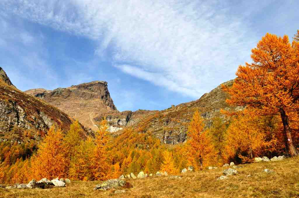 Alberi: le foto del 2014 - Wikimedia Italia